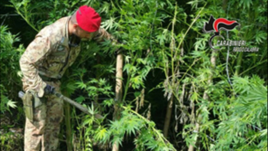 ReggioTV - A Gioiosa scoperta una piantagione di canapa indiana insieme ...