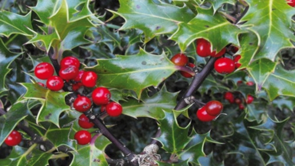 ReggioTV - Il bacio sotto il vischio, curiosità e origine della tradizione